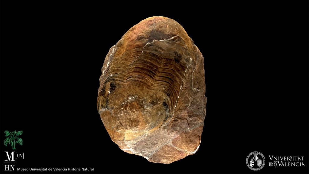 Fossil Arthropod Collection from the MUVHN - A 3D model collection by ...