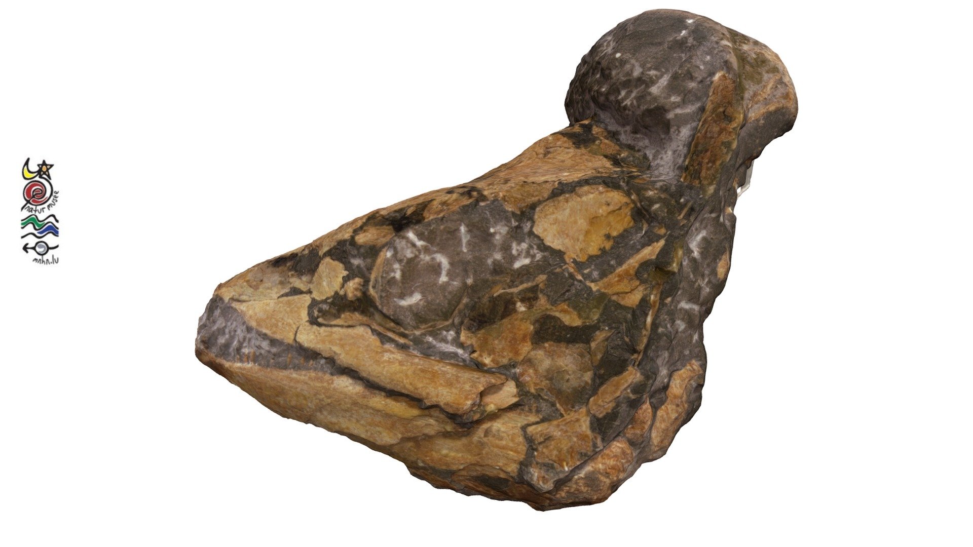 Pachycormus sp. TV265 - Download Free 3D model by Musée national d ...