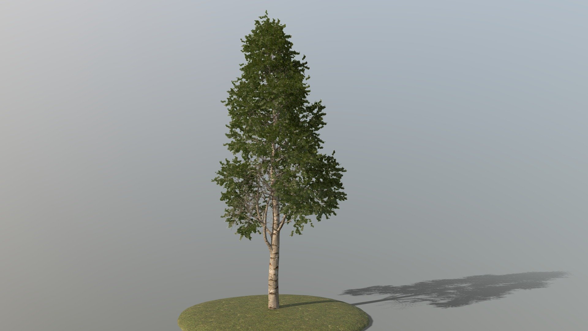 Birch Tree - Buy Royalty Free 3D model by Studio Lab (@studiolab.dev ...