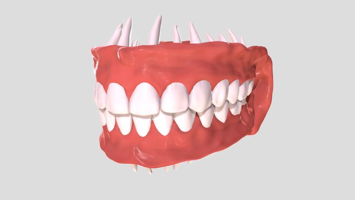 Gums 3D models - Sketchfab