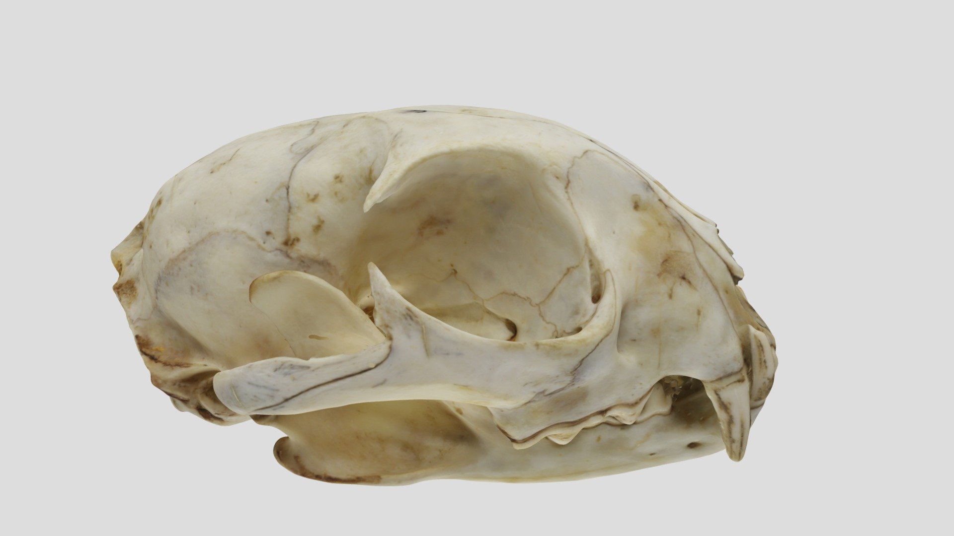 UWYMV:1457, Lynx rufus, complete skull - Download Free 3D model by ...
