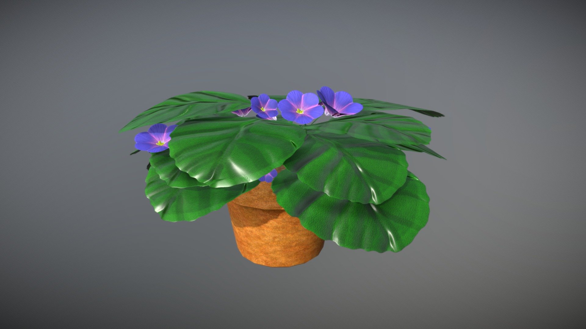 African Violet - 3D model by M-KE [5b7b624] - Sketchfab