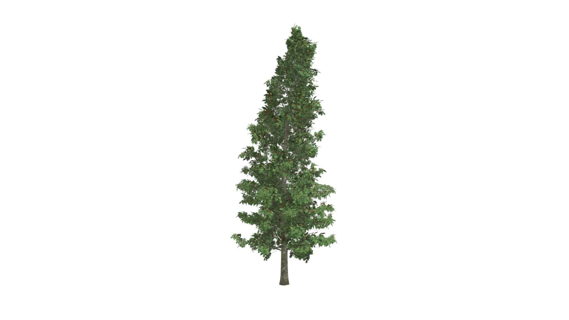 American Holly Tree #03 - Buy Royalty Free 3D model by meshshape ...