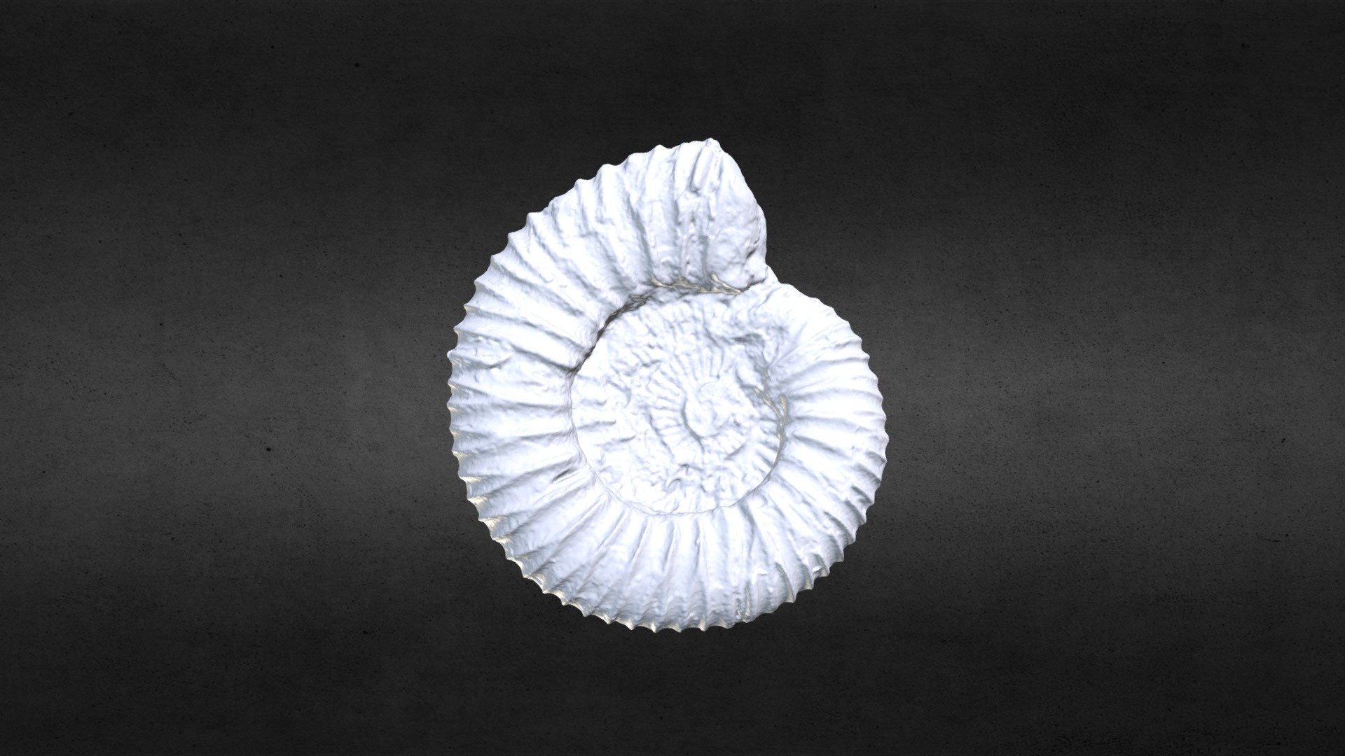 56 Pavlovia pallasioides - 3D model by 3d Fossils GB (@3dFossils ...
