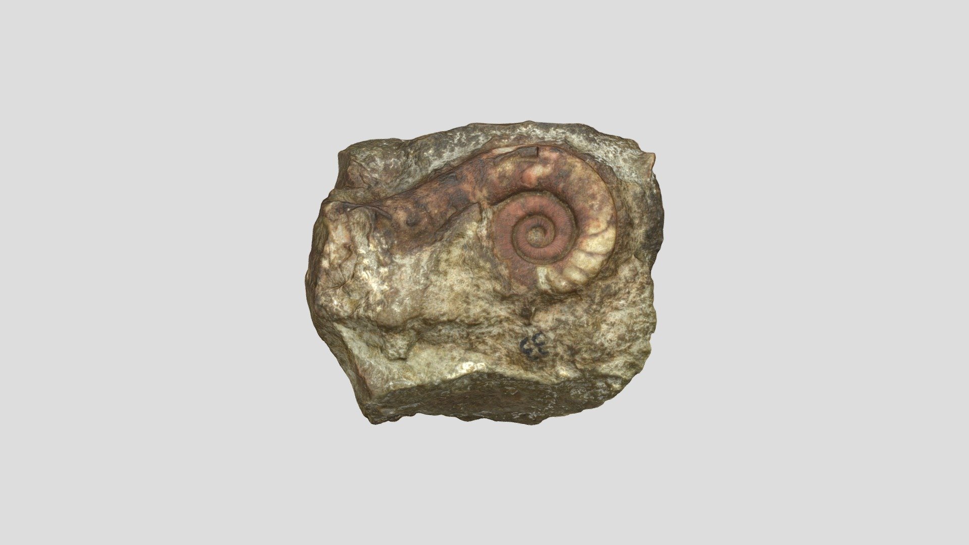 Lituites - Download Free 3D model by Atlante virtuale 3D Geoscienze ...