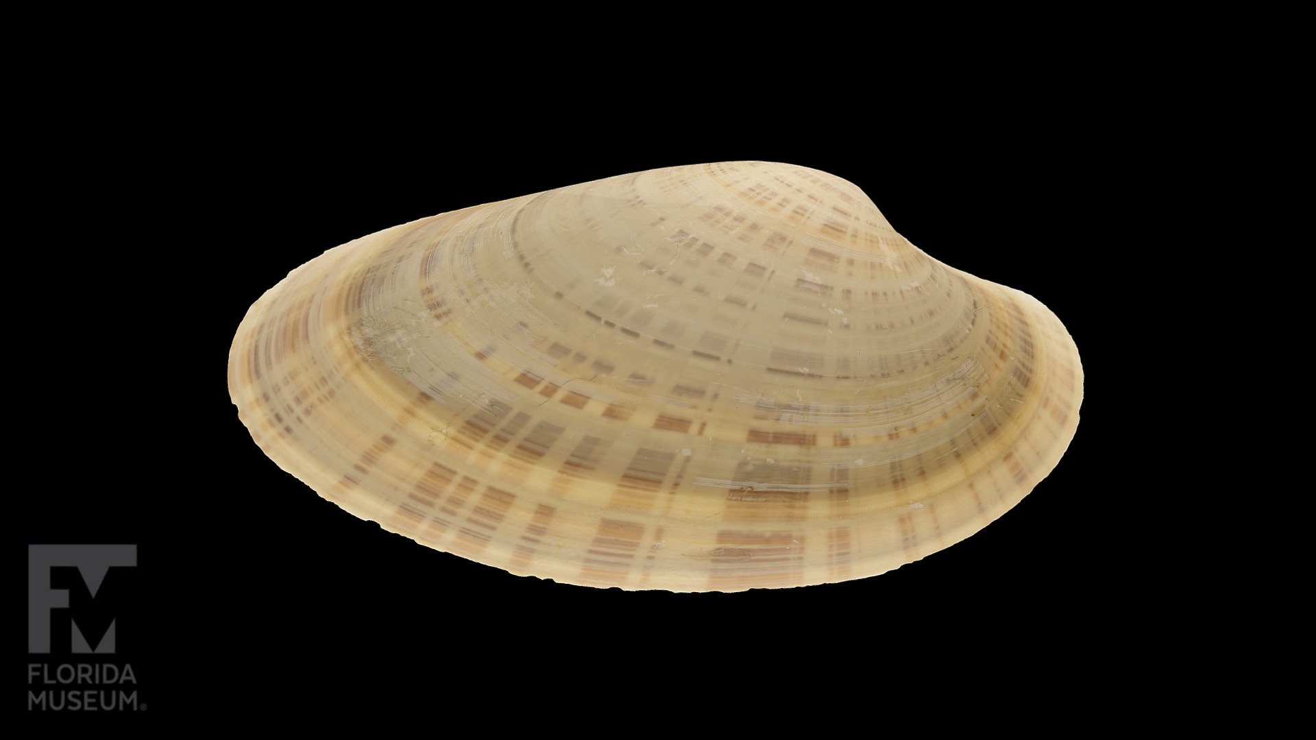Sunray Venus Clam - 3D model by FloridaMuseum [5b82db5] - Sketchfab