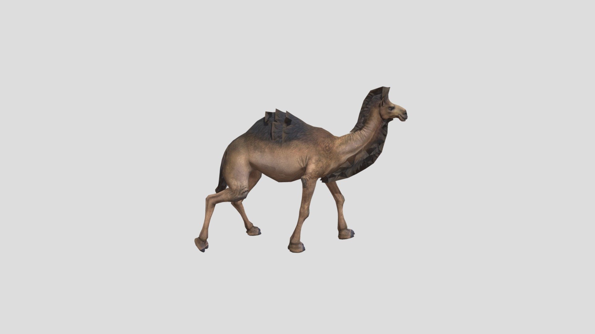 Realistic Animated Walking Camel 3D Model - 3D model by ...