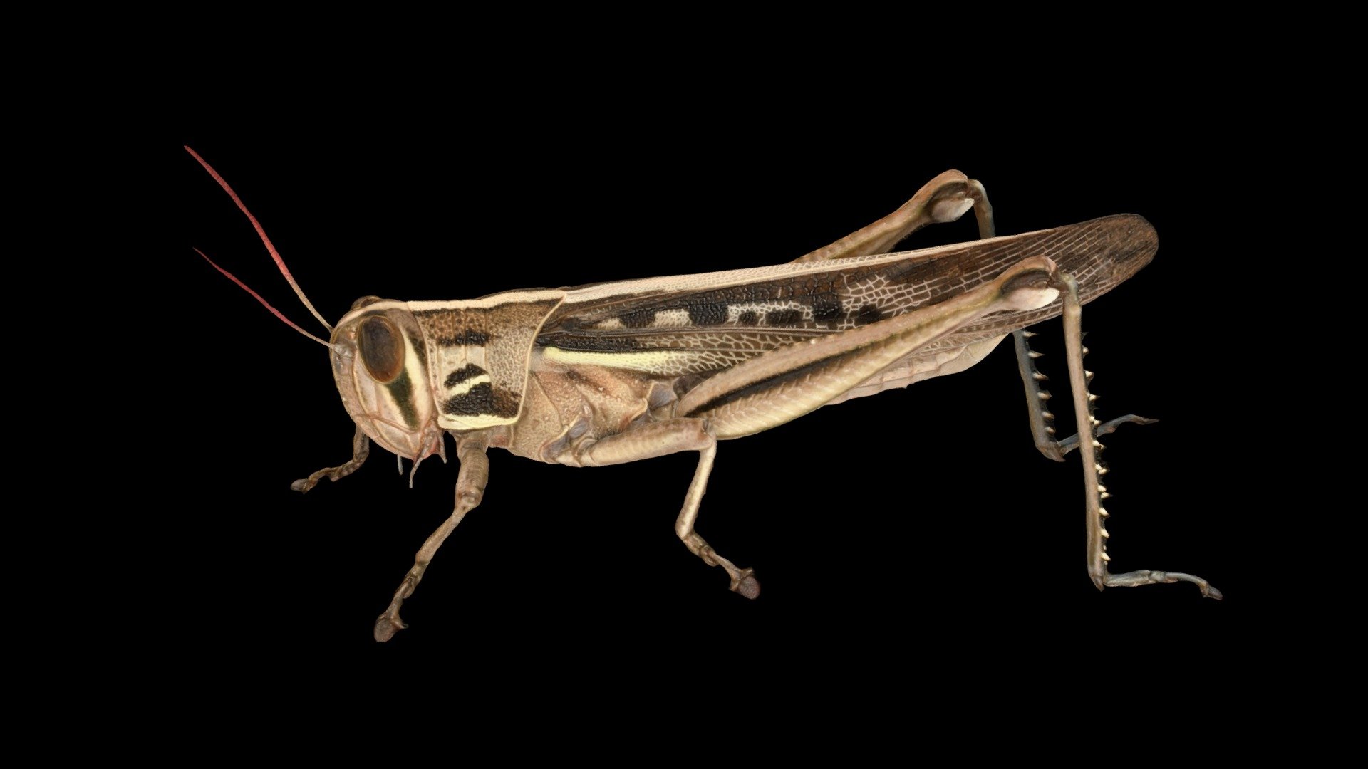 CC0 ツチイナゴ 🦗 ♂ Japanese Locust, Patanga japonica - Download Free 3D ...