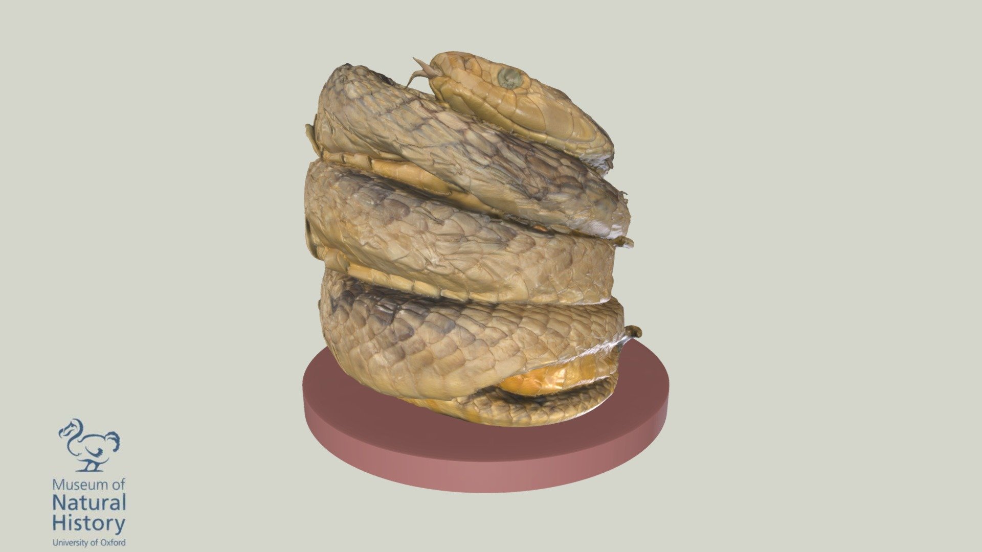 Xenodon severus - 3D model by Oxford University Museum of Natural ...