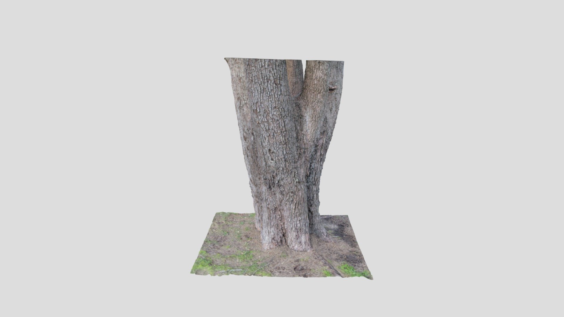 Australian Pine Tree - 3D model by Level Bump (@LevelBump) [5b90437 ...