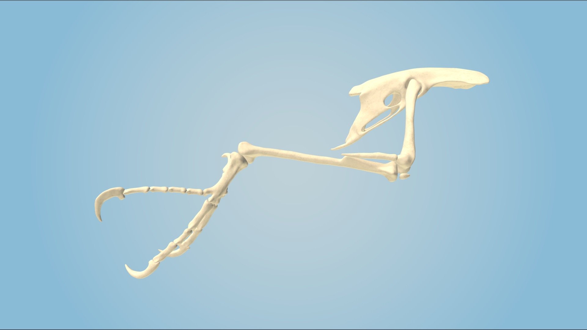 Skeleton of a Parrot's Leg - 3D model by ERC [5b92647] - Sketchfab