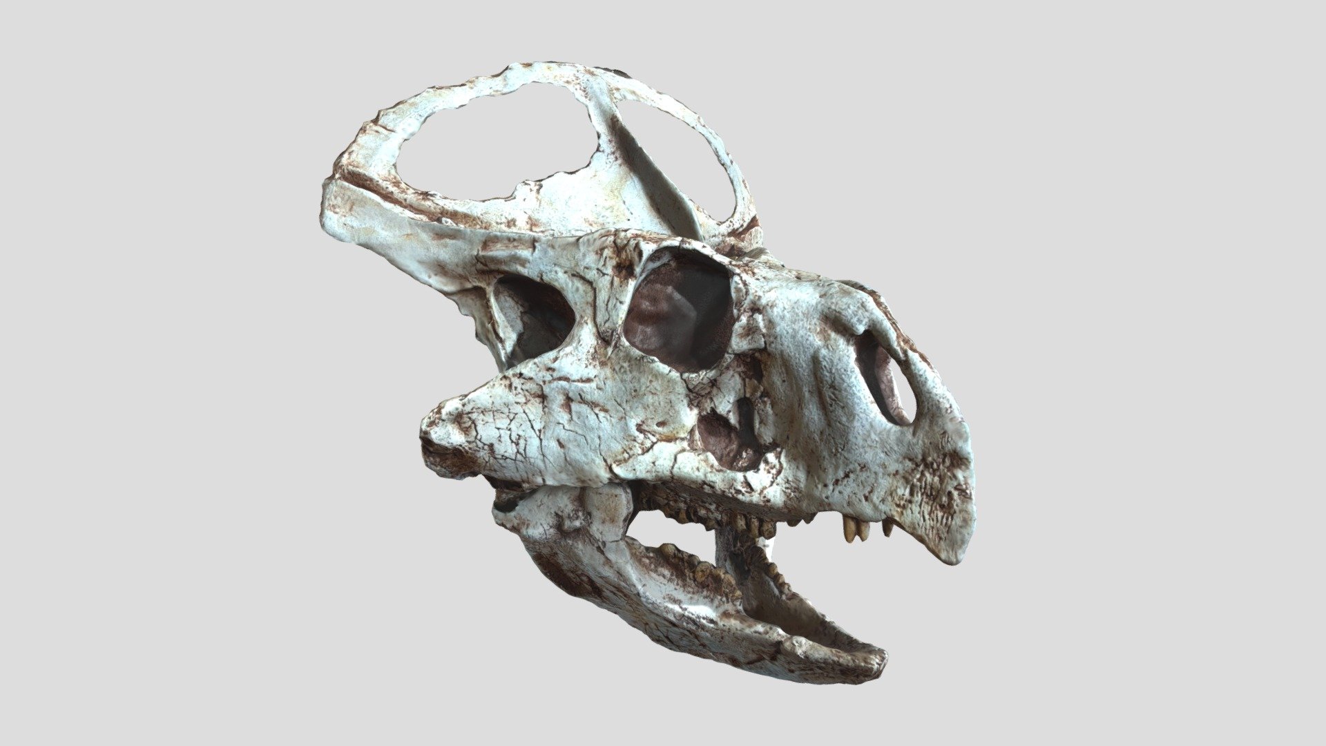 Protoceratops Skull - Download Free 3D model by person (@person_person ...
