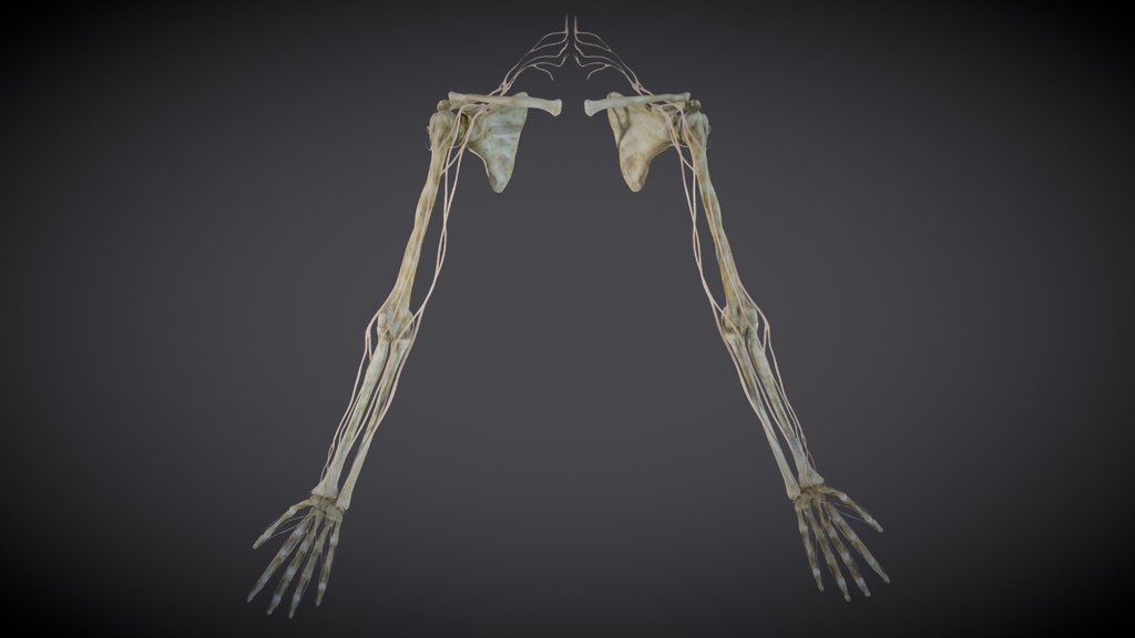 Anatomy - A 3D model collection by Natalia Gizatullina (@natgizat) - Sketchfab