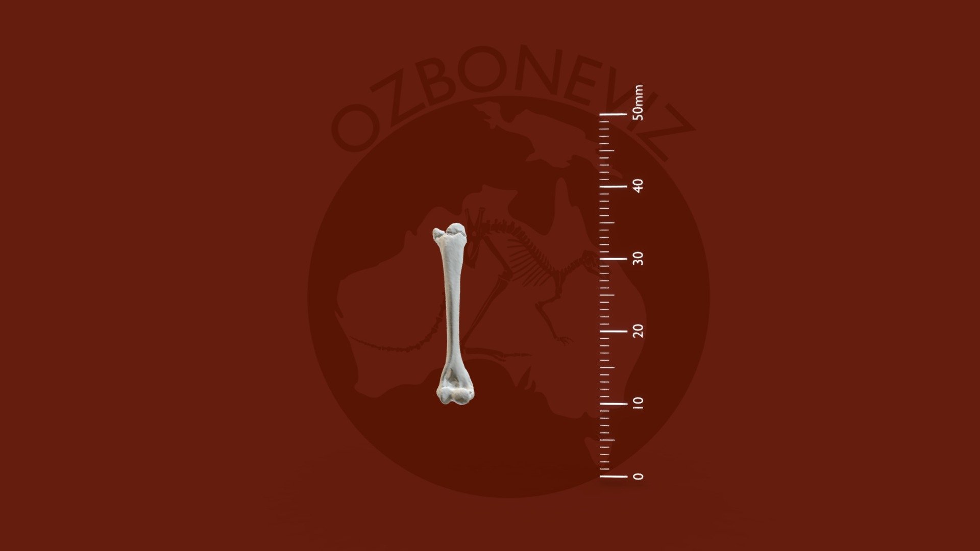 Yirratji (northern pig-footed bandicoot) humerus - 3D model by ...