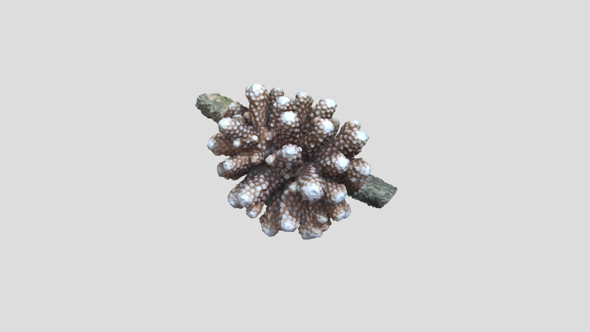 Acropora humulis Colony - 3D model by Reefscapers [5ba55e8] - Sketchfab