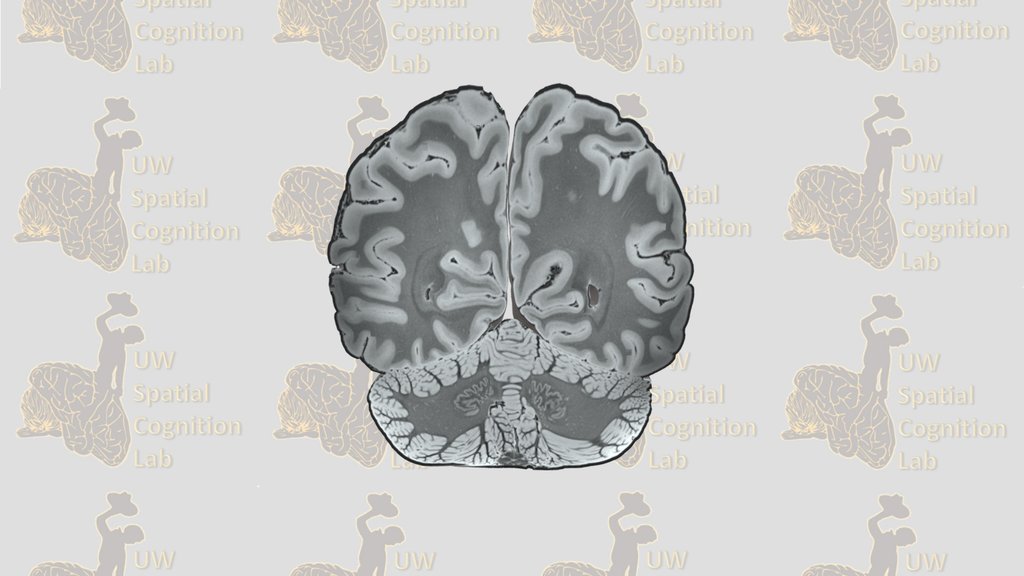 UW Spatial Cognition Lab Coronal Brain Slices - A 3D model collection ...