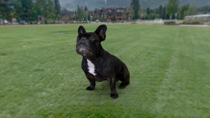 Frenchie 3D models - Sketchfab