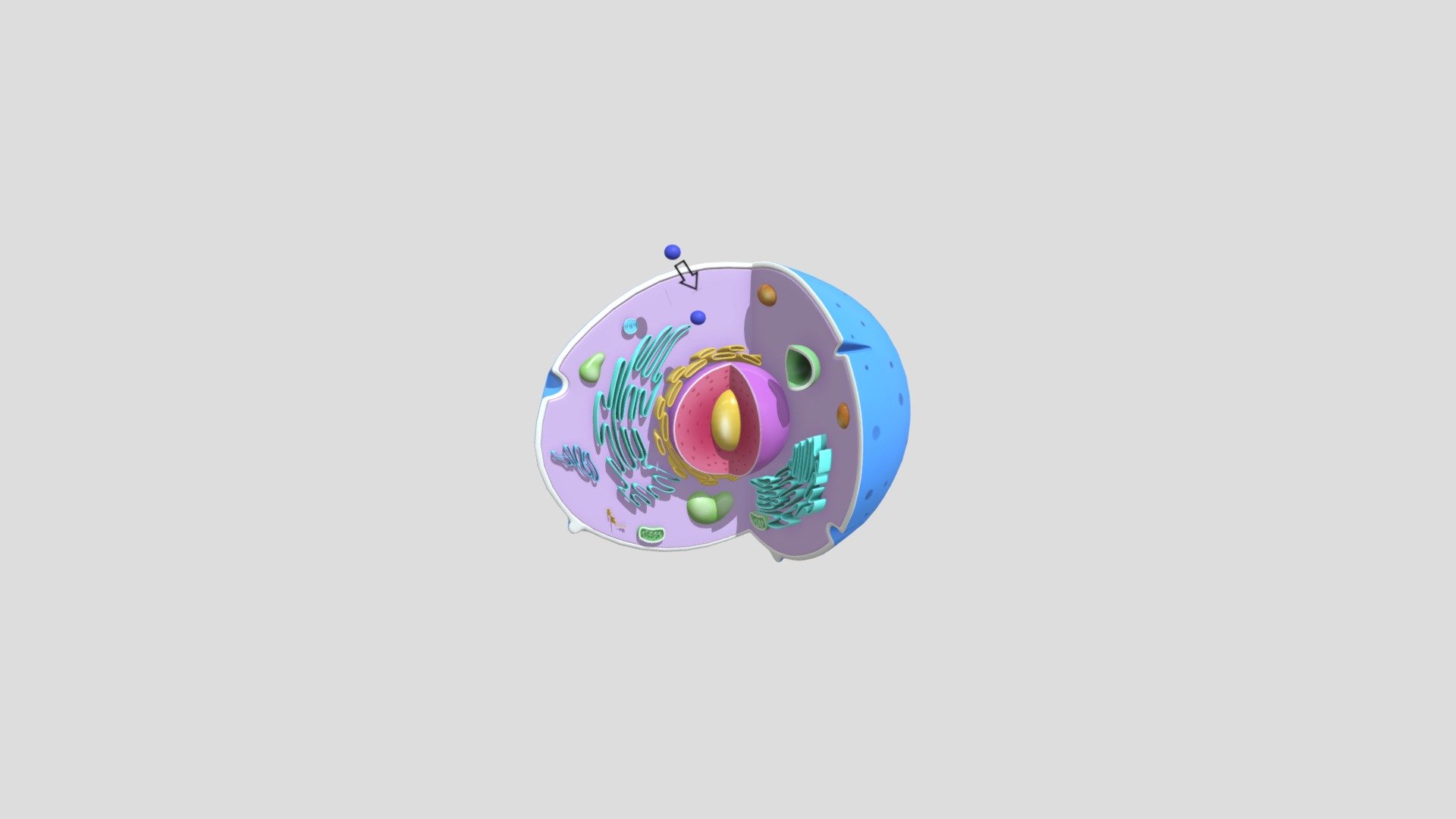 Cell Transport - 3D model by khaleyla1 [5baa660] - Sketchfab