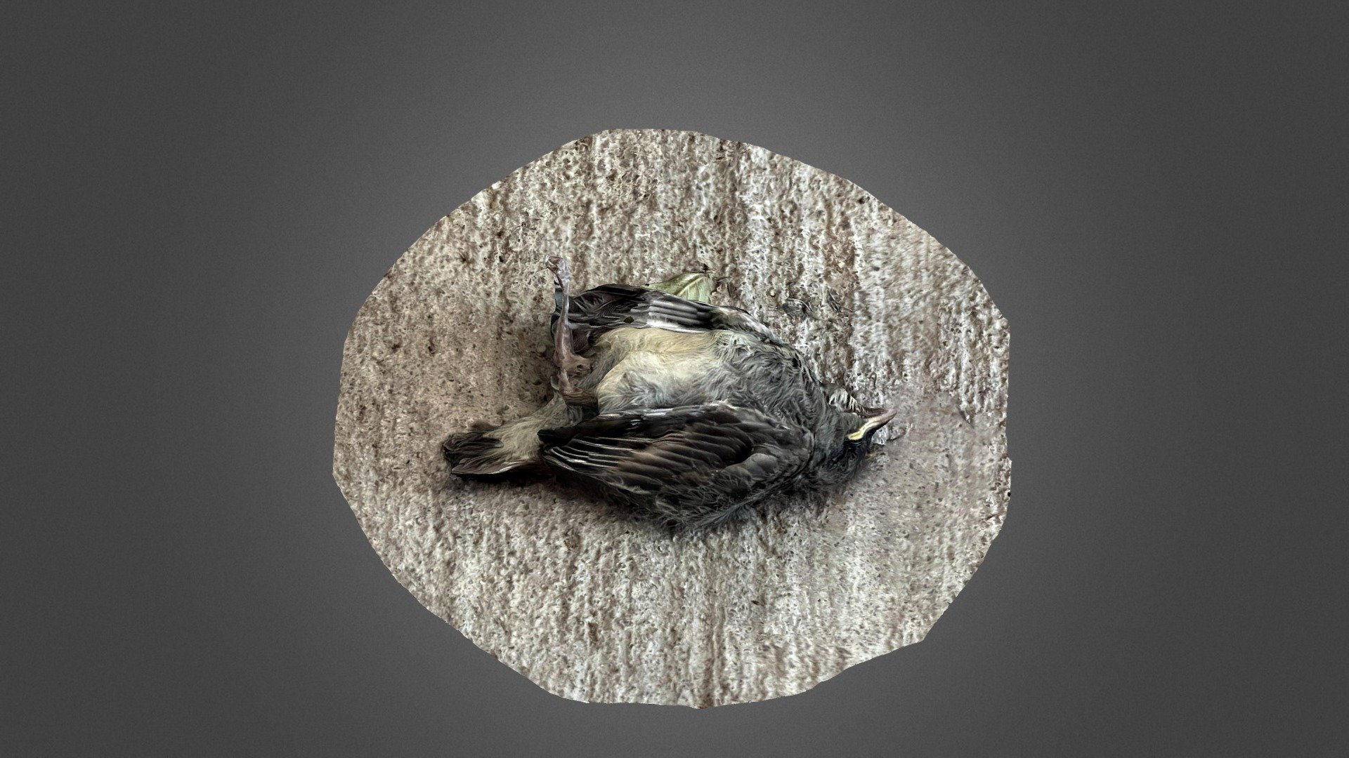 Dead Bird - Download Free 3D model by Terrie (@terrielsimmons) [5bb192d ...