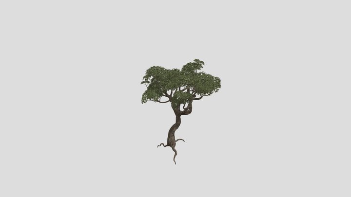 Pohon 3D models - Sketchfab