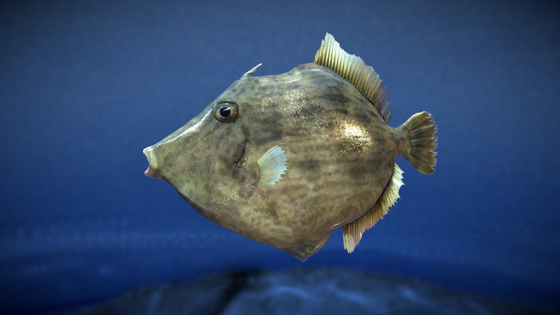 Thread-sail filefish(Kawahagi) - 3D model by MEA AQUA (@osakanaWatch ...