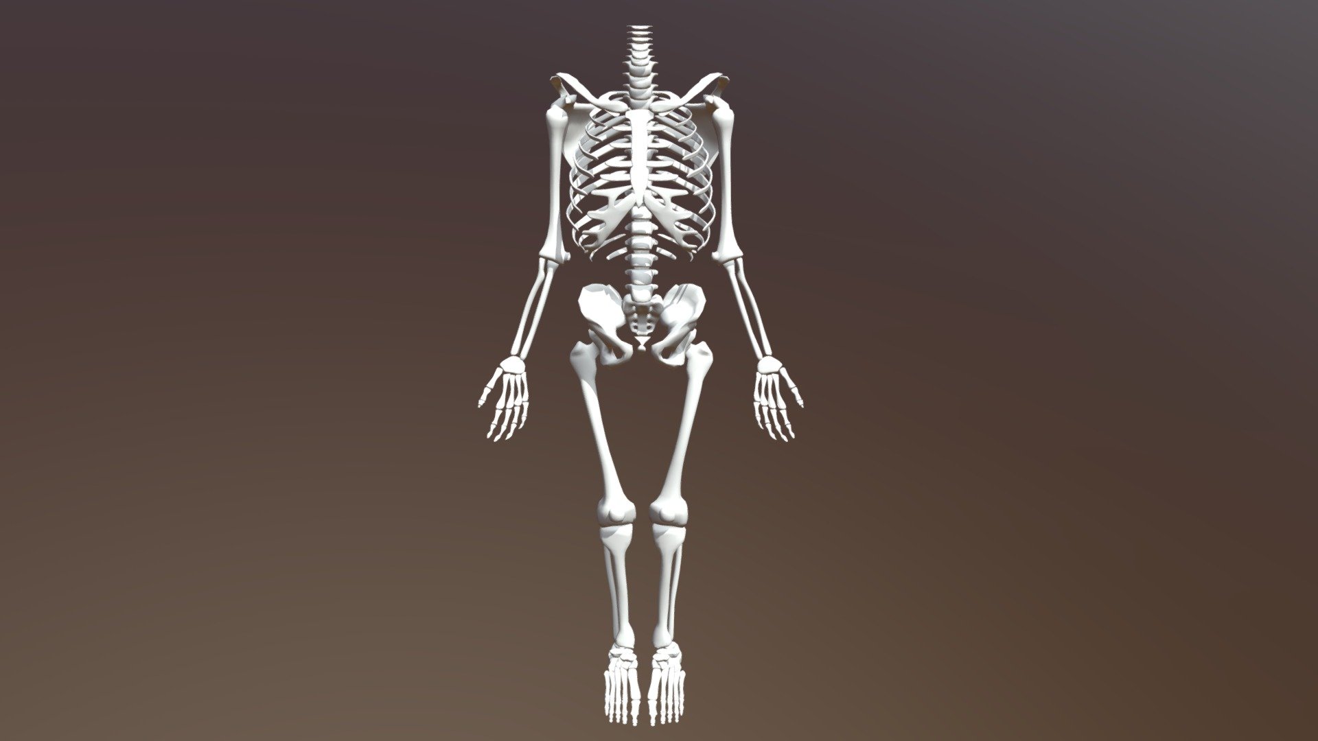 Skeleton without skull - Download Free 3D model by cristobalrodbar ...