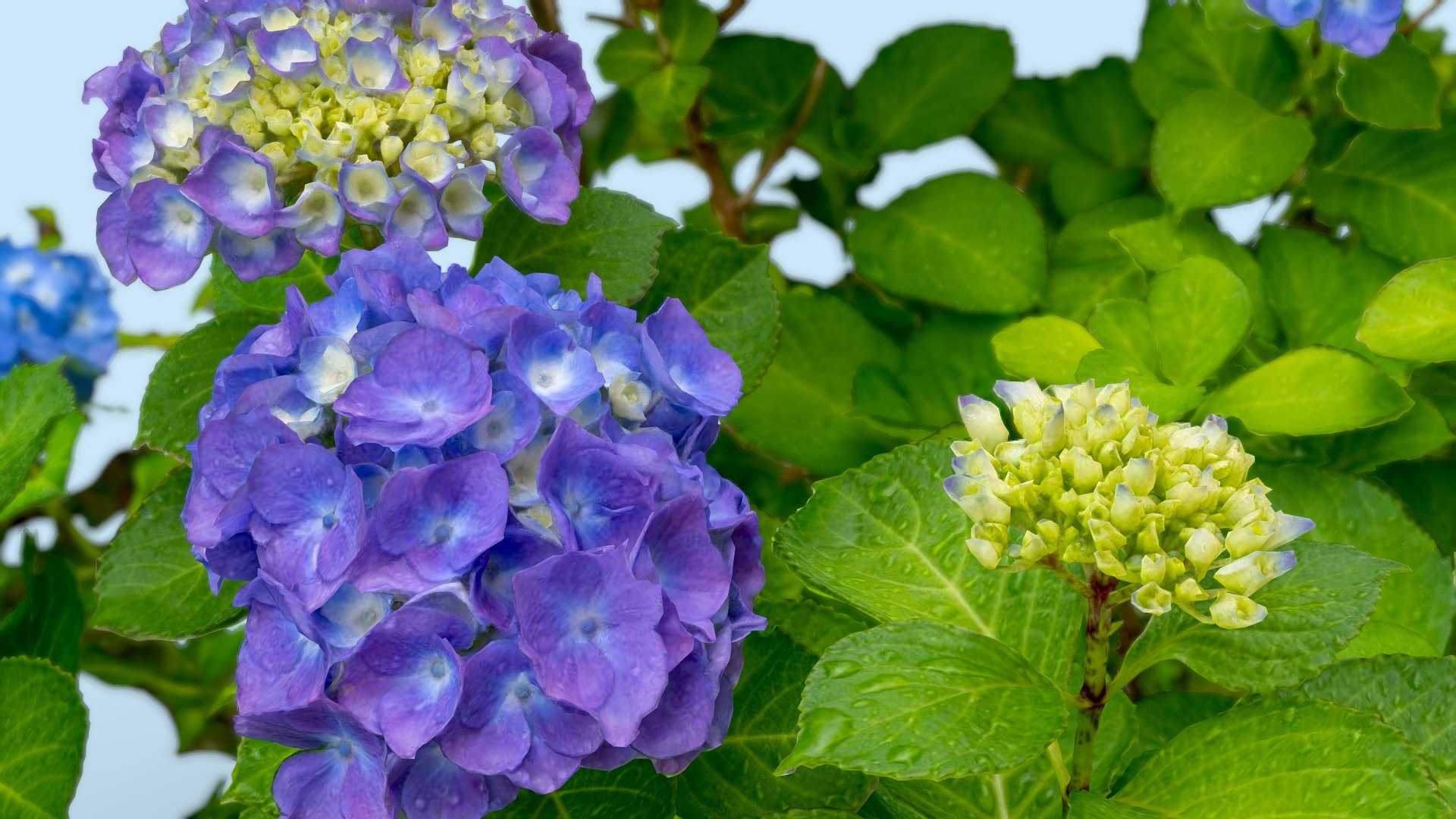 Hydrangeas after rain - 3D model by STUDIO DUCKBILL (@DuckbillStudio) [5bc39b3] - Sketchfab