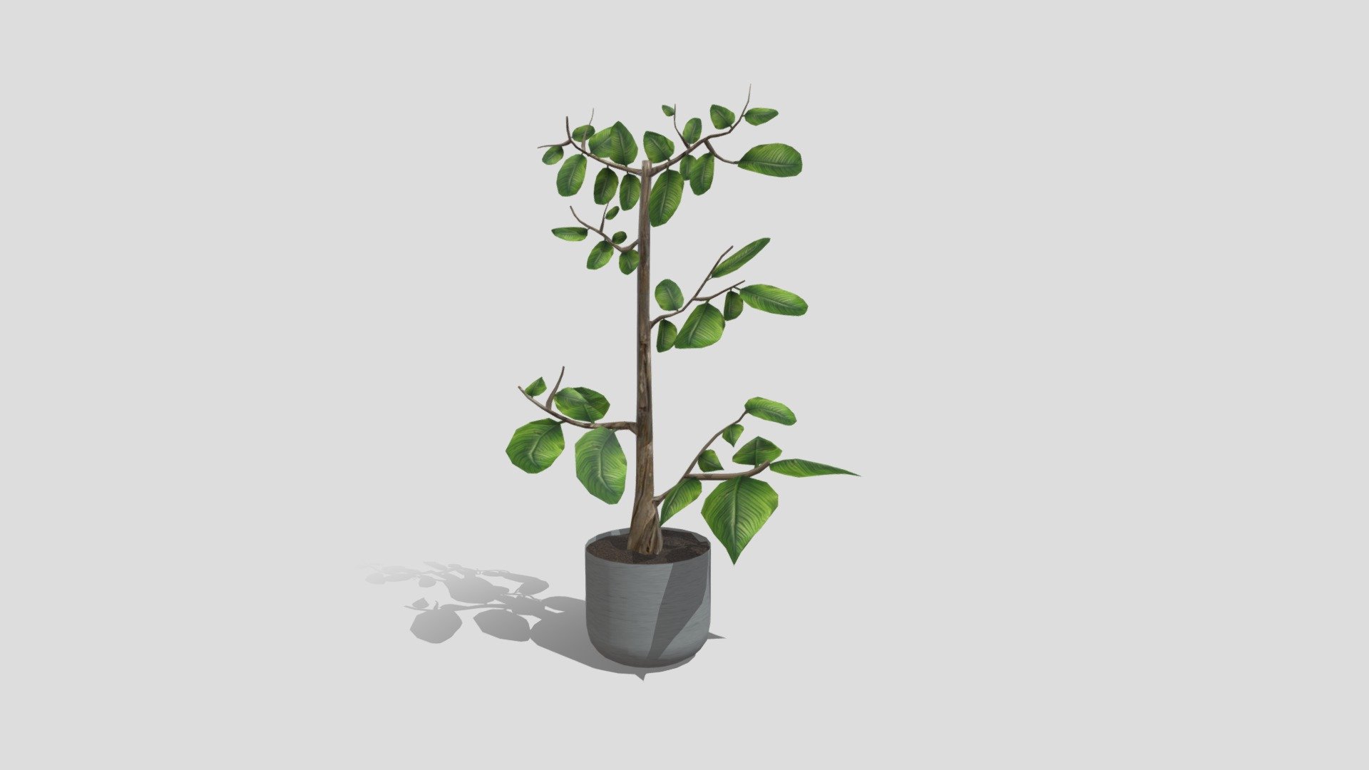 Fake Plant- Week 8 - Download Free 3D model by Kayla_S [5bc9715 ...