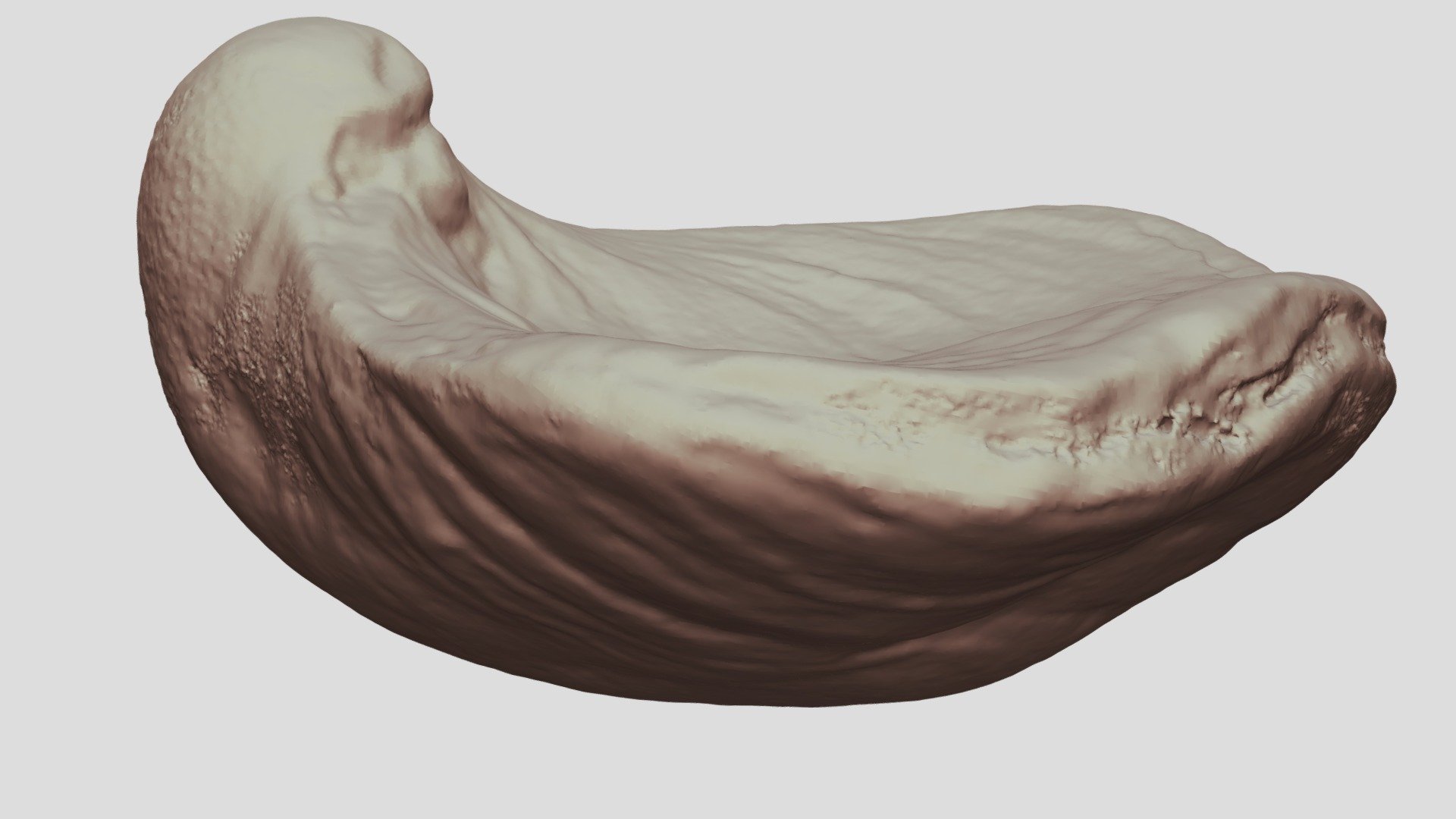 Shell fossil - 3D model by fpierron [5bcd6ee] - Sketchfab