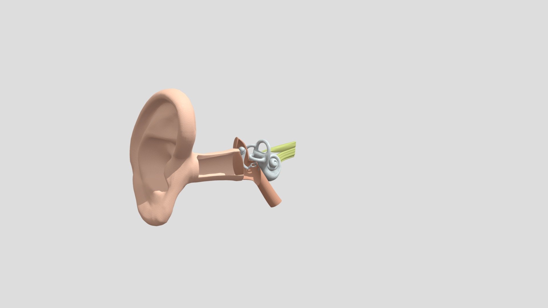 The human ear - 3D model by Wolve8 [5bcf17f] - Sketchfab