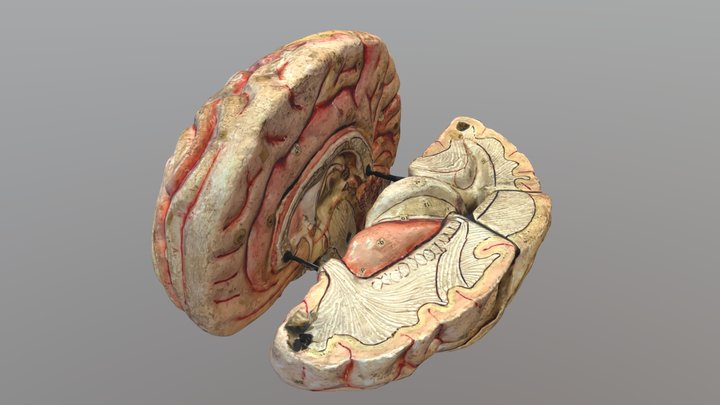 Brain 3D models - Sketchfab
