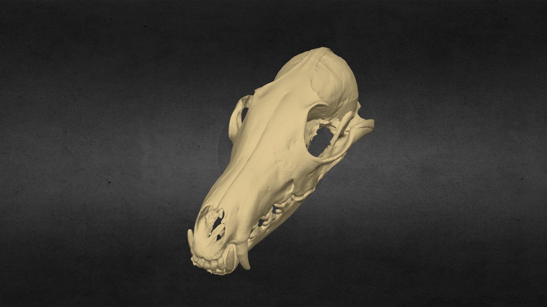 Fox Skull - 3D model by 3DScan4You.de (@3dscan4you) [5be21ef] - Sketchfab