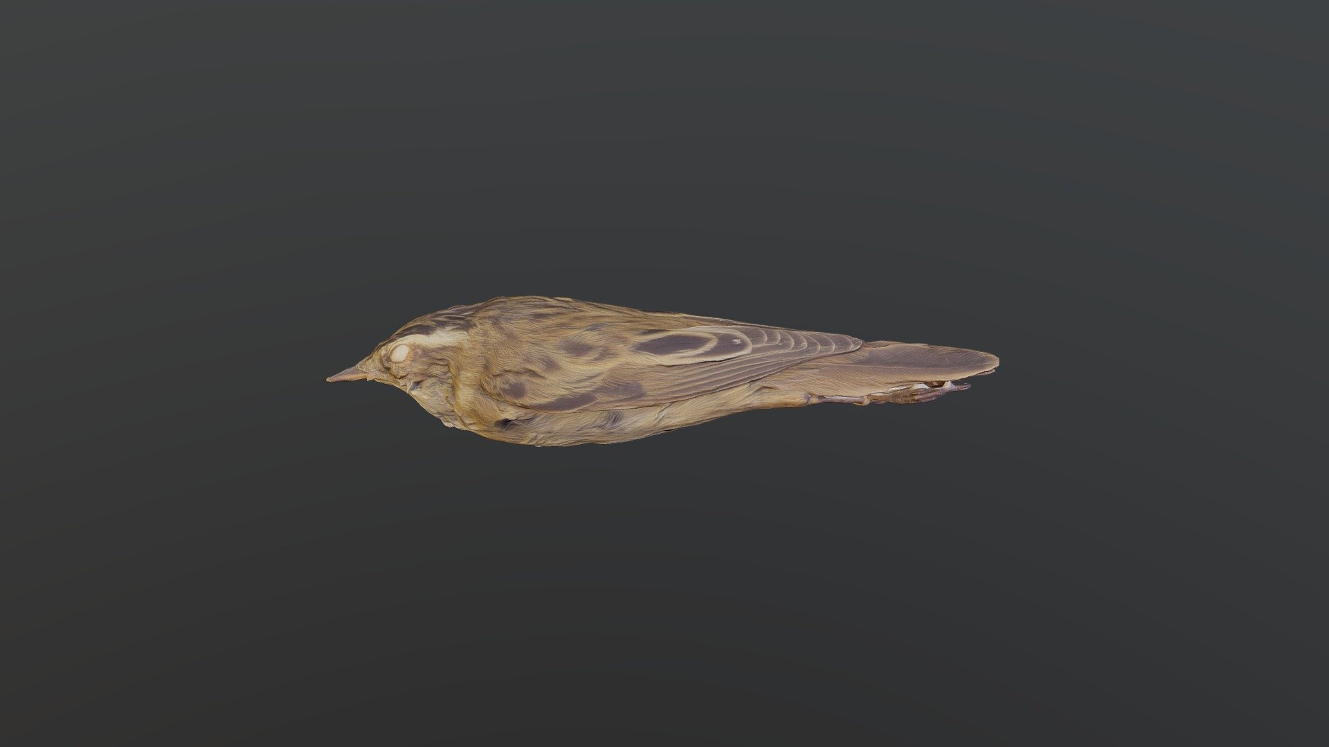 Sedge Warbler - Acrocephalus schoenobaenus - Download Free 3D model by ...
