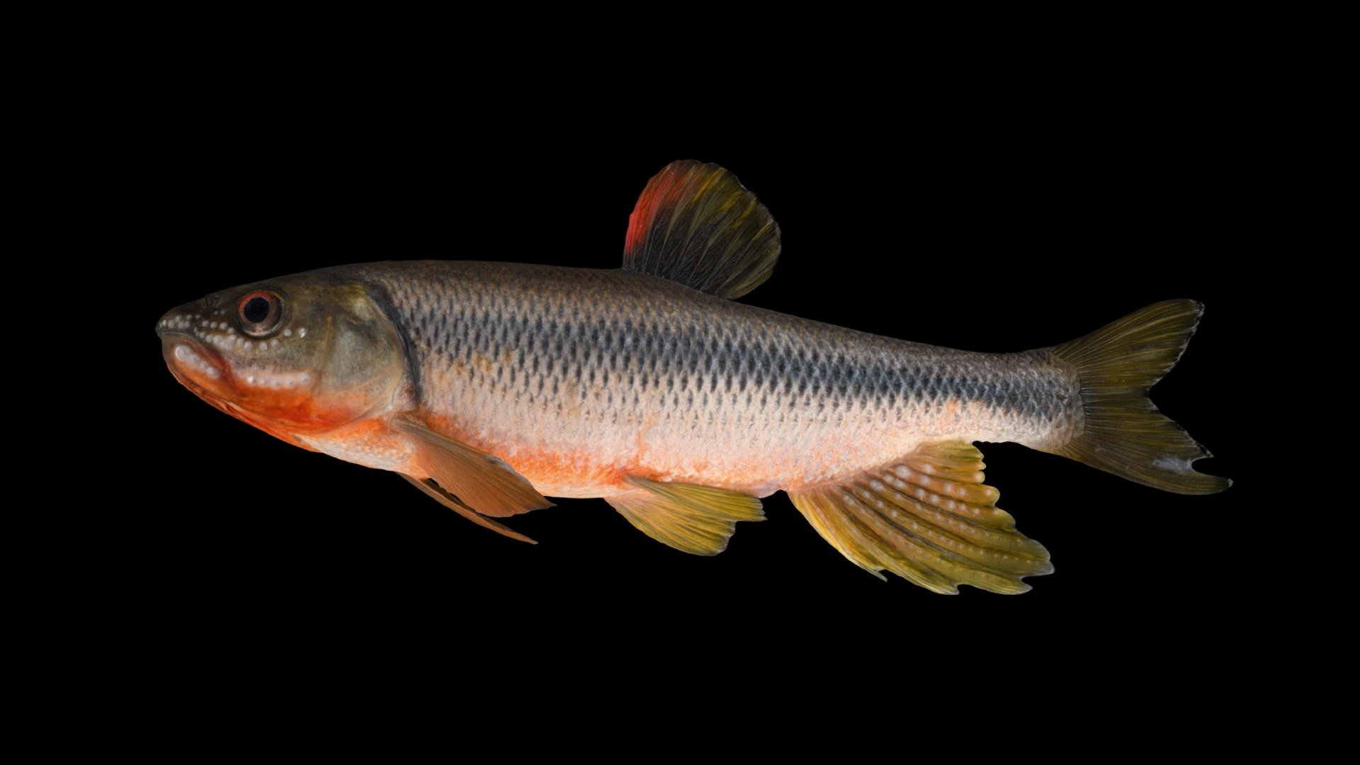 カワムツ 🐟 ♂ Dark Chub, Candidia temminckii - Download Free 3D model by ...
