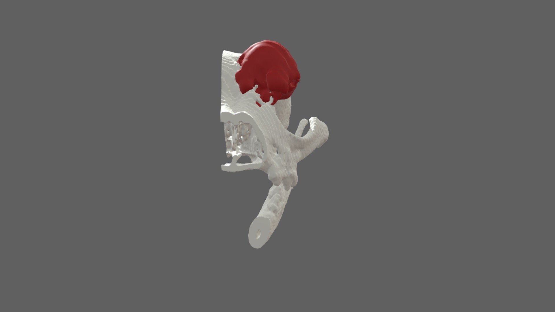 Vet Oncology - Case 1 - Detailed - 3D model by 3DVet_Printing [5be8cb8 ...