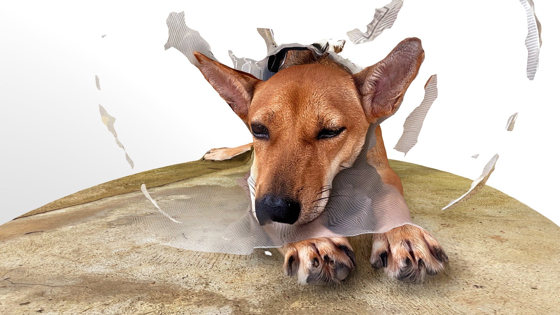 Sleeping Dog (Scaniverse LIDAR) - Download Free 3D model by JFN (@db4 ...