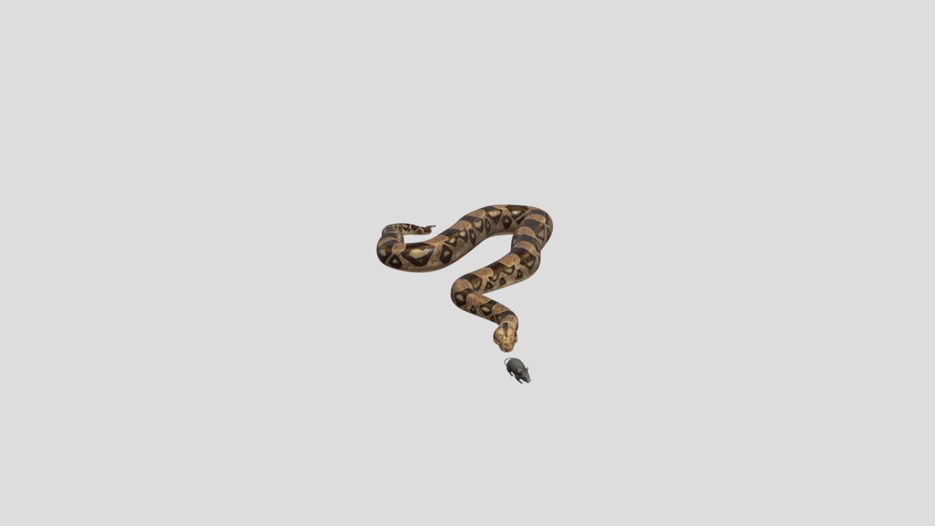 Snake - Download Free 3D model by sidarthmenon [5bf5c98] - Sketchfab
