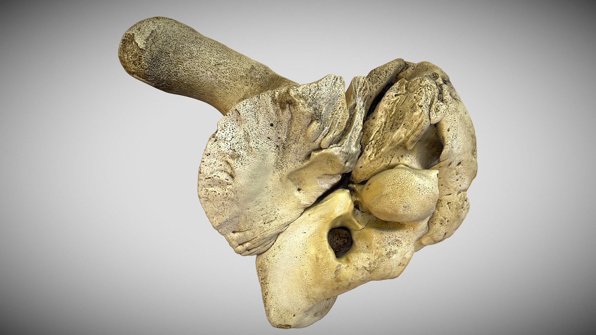 Manatee Bone - Buy Royalty Free 3D model by MADD Designs (@TDModel ...