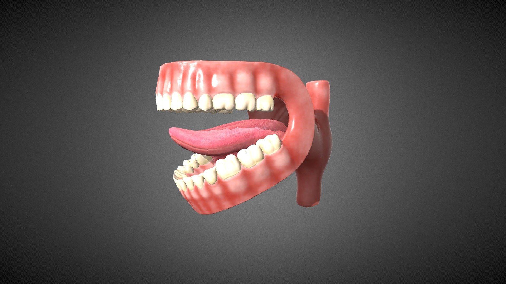 Human Teeth - Rigged - Buy Royalty Free 3D model by Devden [5bffd20 ...