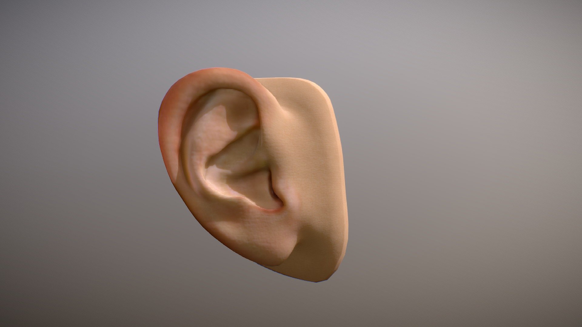 ear - Download Free 3D model by phenopeia [5c08927] - Sketchfab