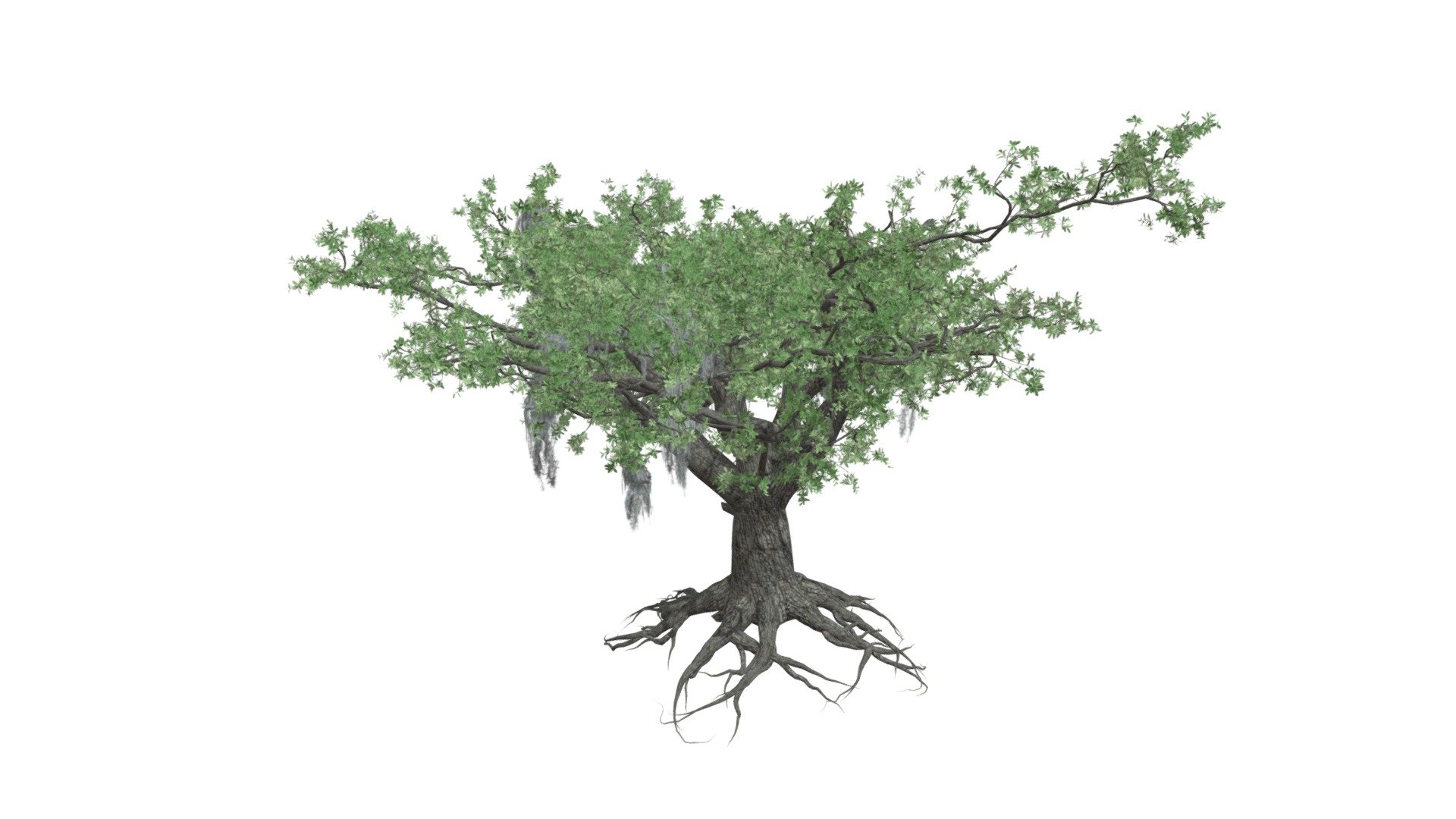 Live Oak Tree #10 - Buy Royalty Free 3D model by meshshape [5c0c7e2 ...