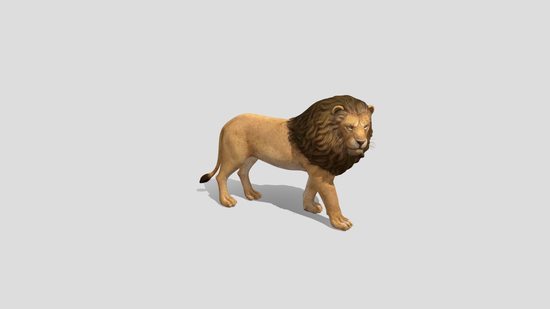 Lion - 3D model by rendyandama [5c0f87b] - Sketchfab