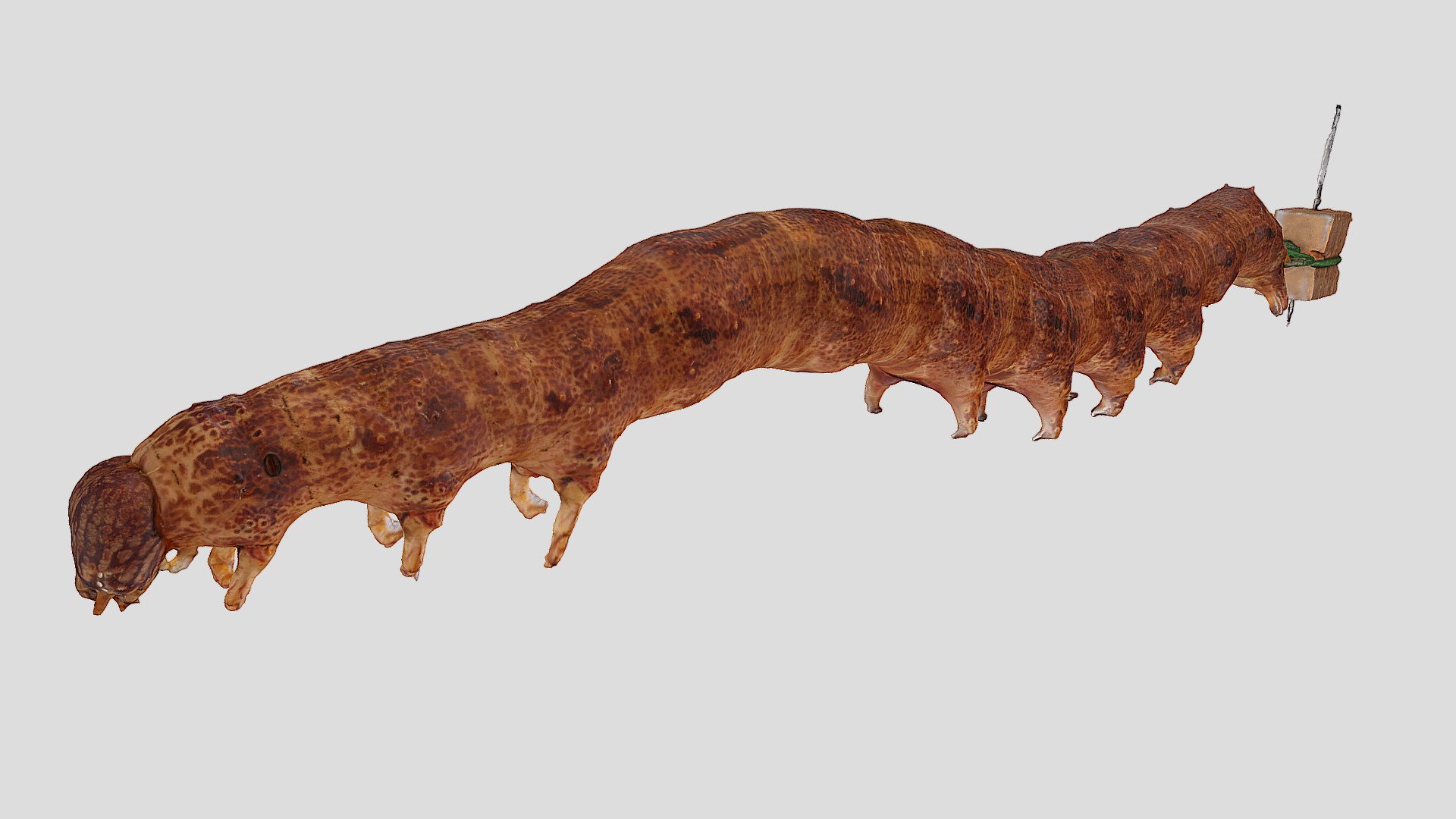 YPM ENT.608805 Lepidoptera: Catocala neogama - Download Free 3D model ...