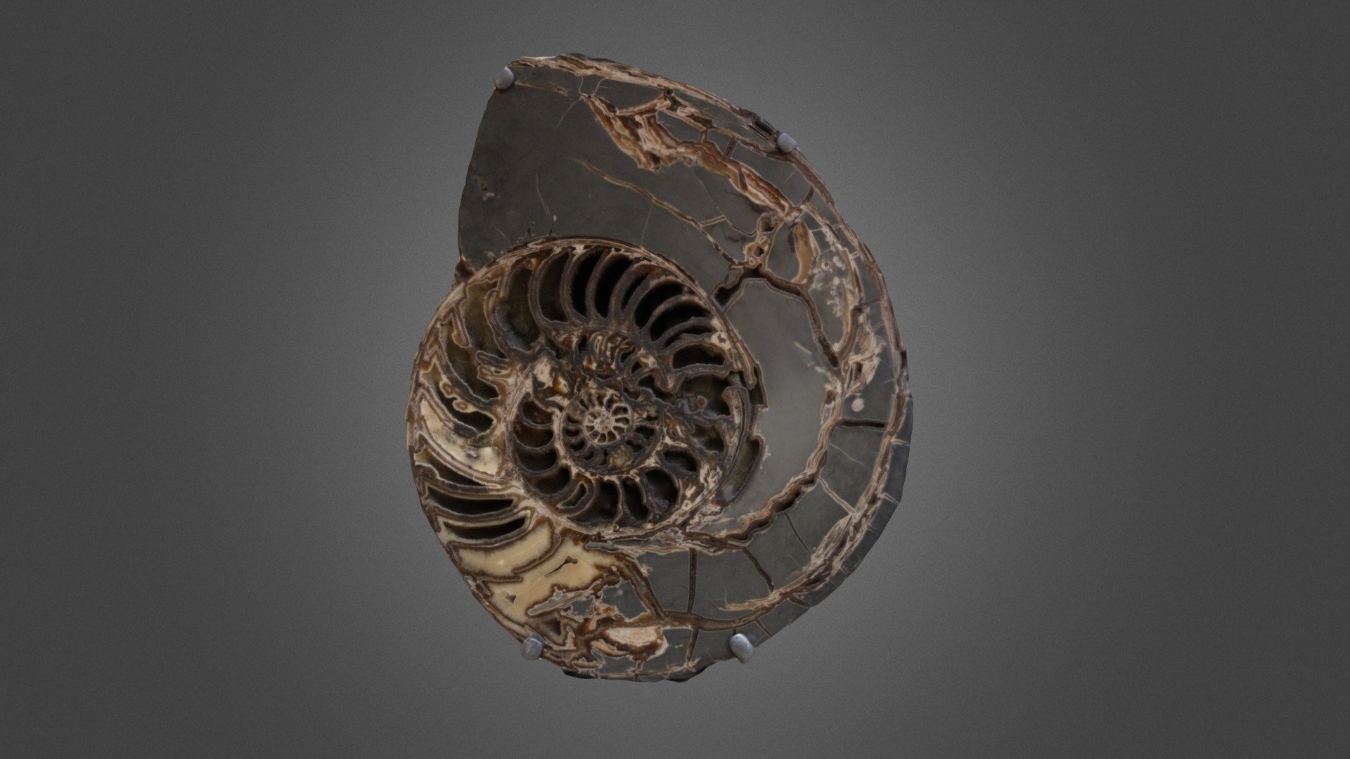 Fossilized Ammonite, Natural History Museum - Download Free 3D model by ...