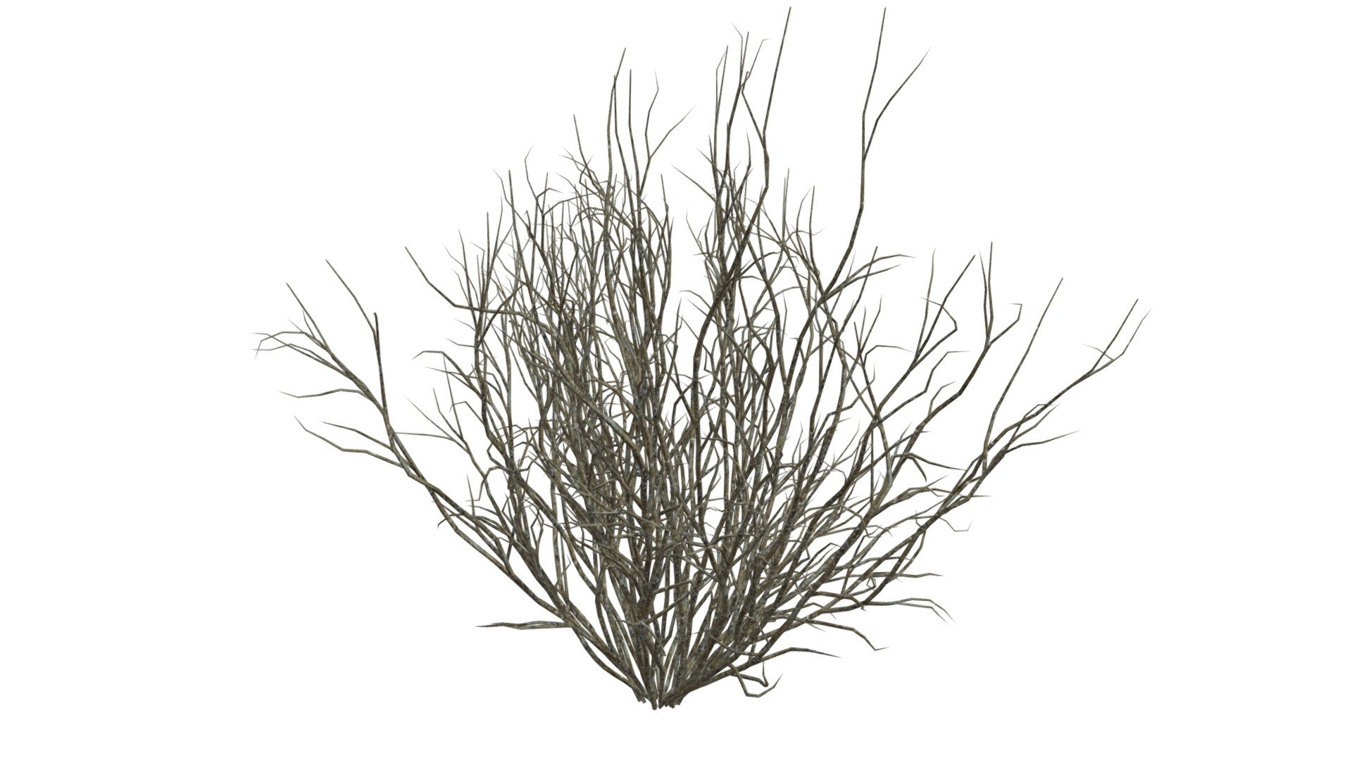 Broom Snakeweed #08 - Buy Royalty Free 3D model by meshshape [5c17a20 ...