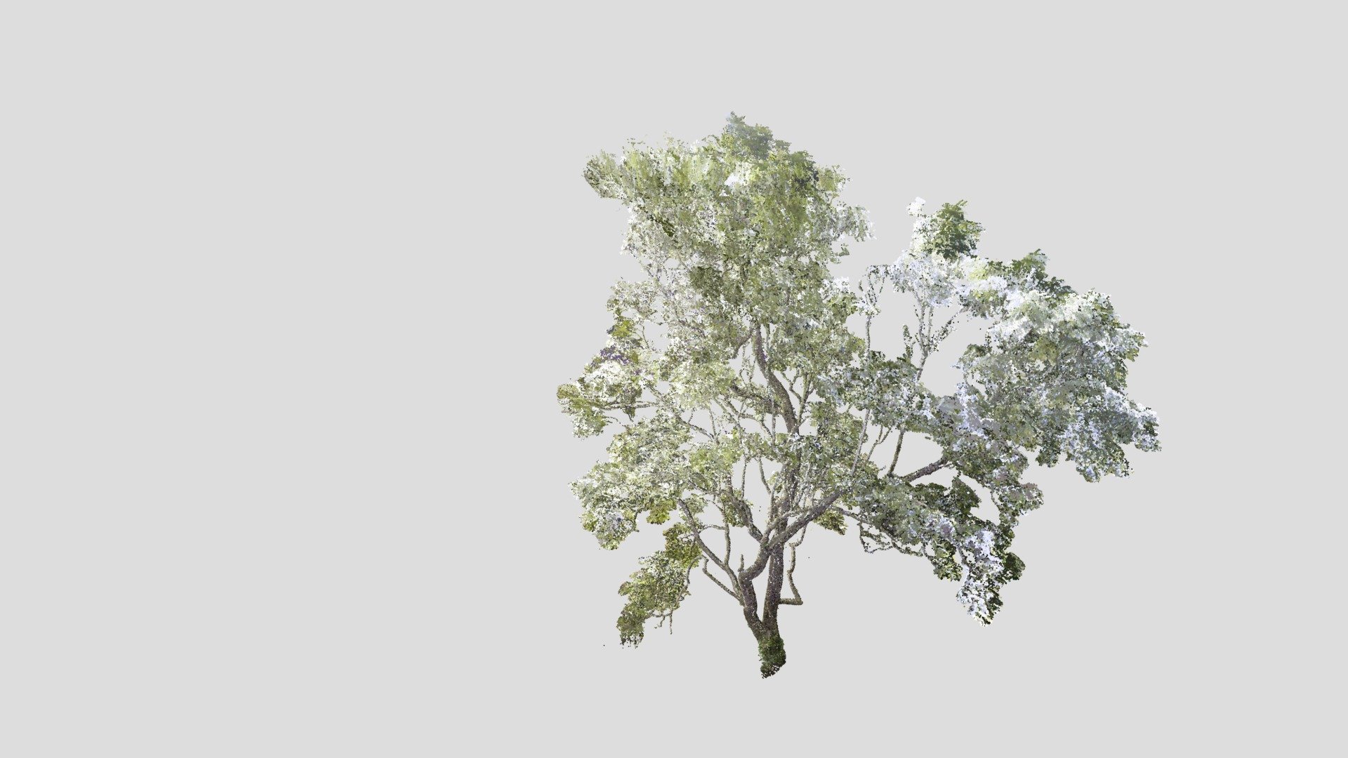 Tree Point Cloud - Buy Royalty Free 3D model by magnum_opus (@tree ...