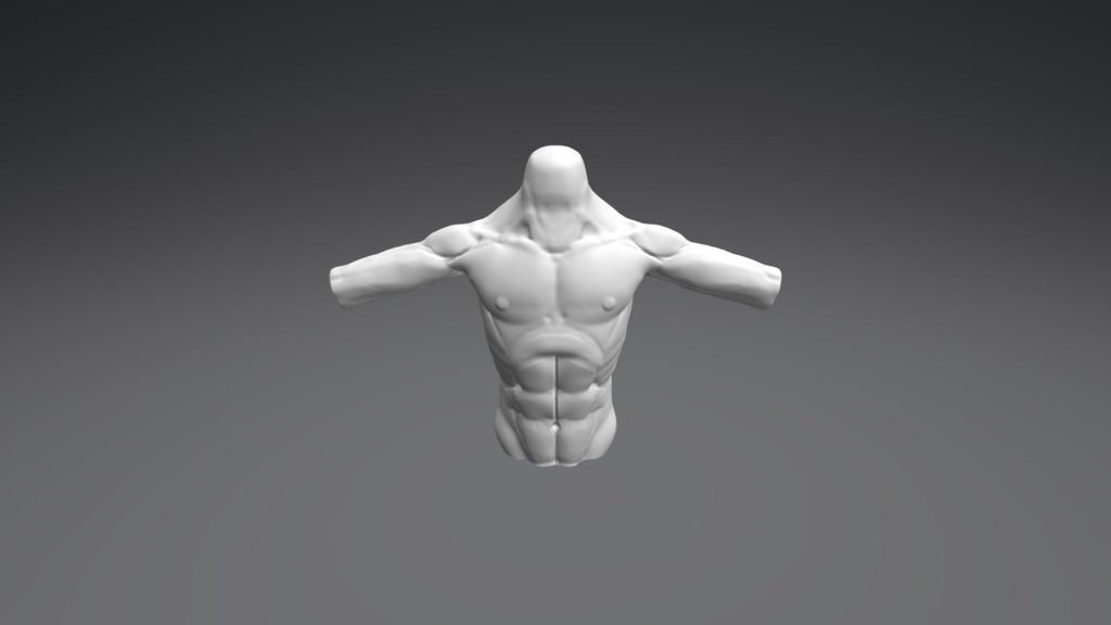 Torso - 3D model by gkeng3d [5c2128e] - Sketchfab