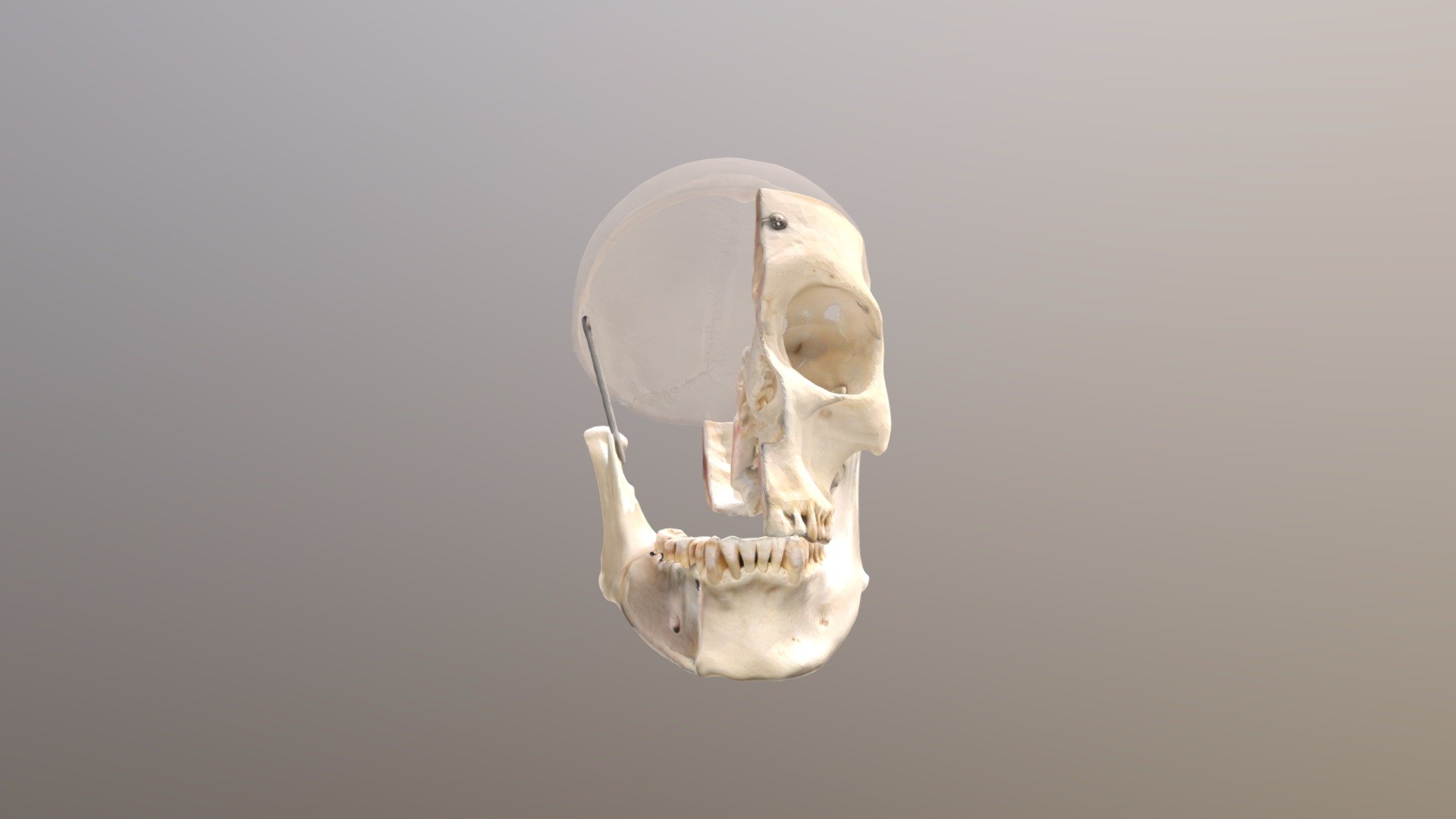 Skull partly transparent - 3D model by aherrler [5c2352d] - Sketchfab