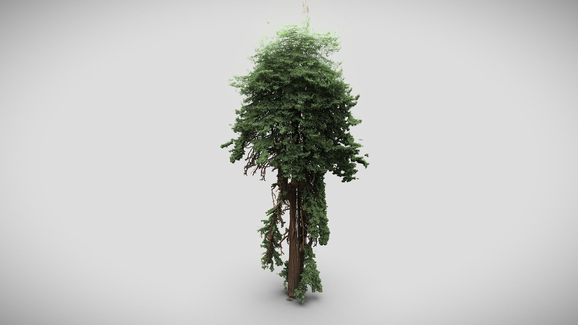 Coastal redwood from Grove of Old Trees - Download Free 3D model by ...