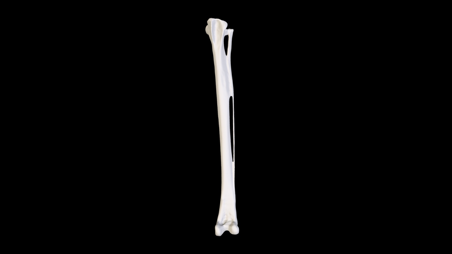Ruru (Ninox novaeseelandiae) left tibiotarsus - 3D model by Auckland ...